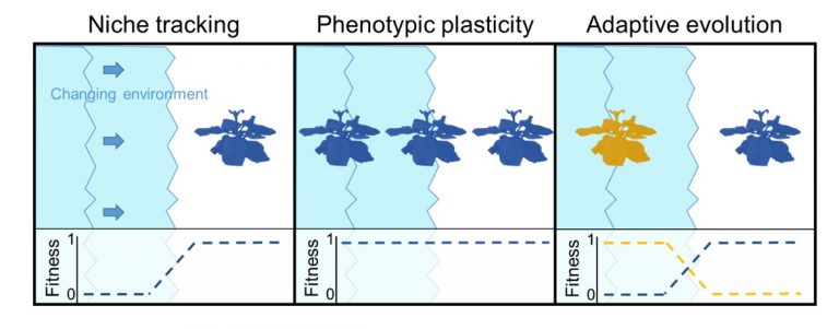 Adaptation to ecological novelty: Can species keep pace? – Novel Ecosystems